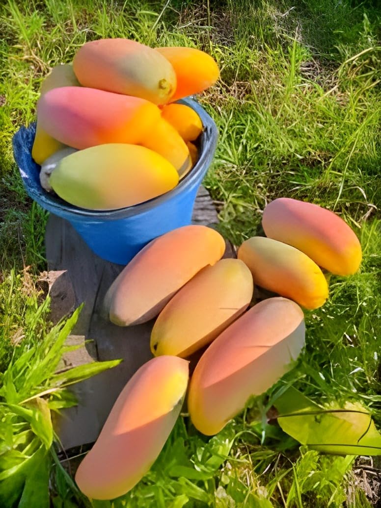 Rishika Plant House Rare Live Dwarf Maha Chanok Mango Plant ...