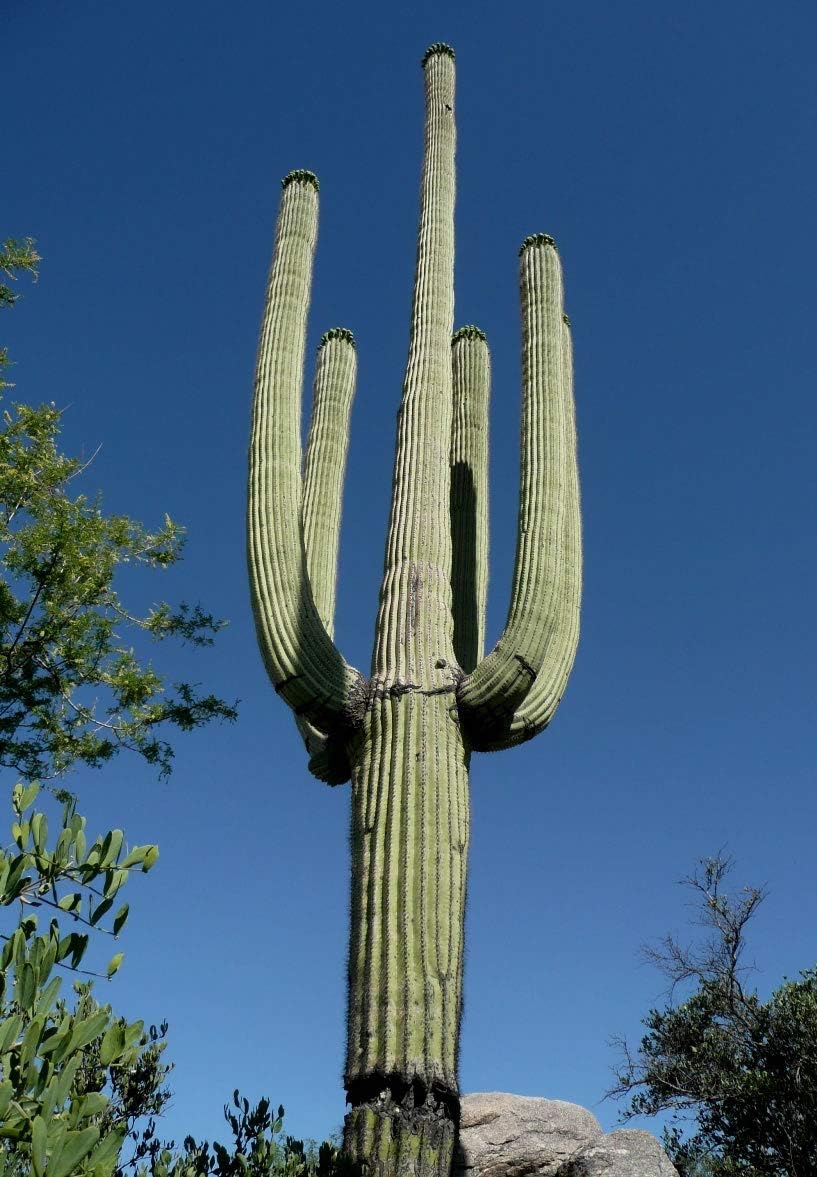 CARNEGIEA GIGANTEA Saguaro Giant Cactus Cacti Succulent 20 Seeds ...