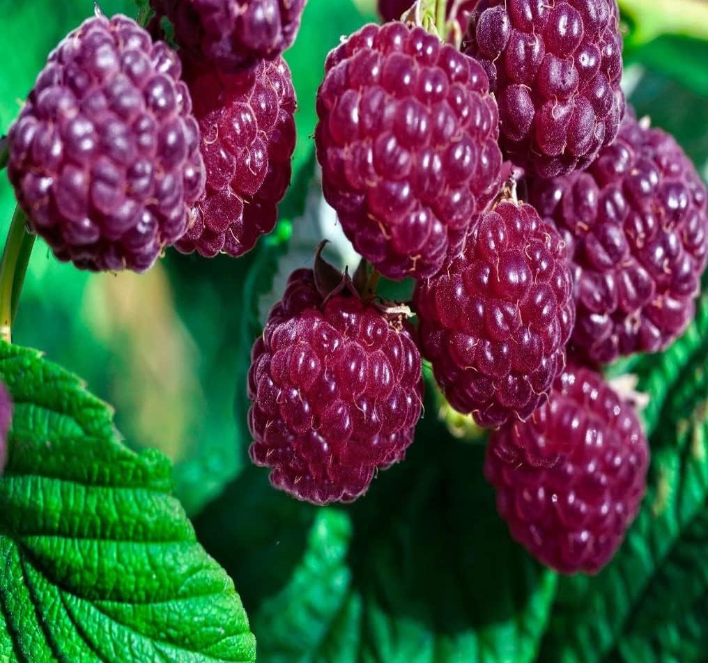 Amazon.com : Votaniki Raspberry Royalty Quart Pot Root Start Plant ...