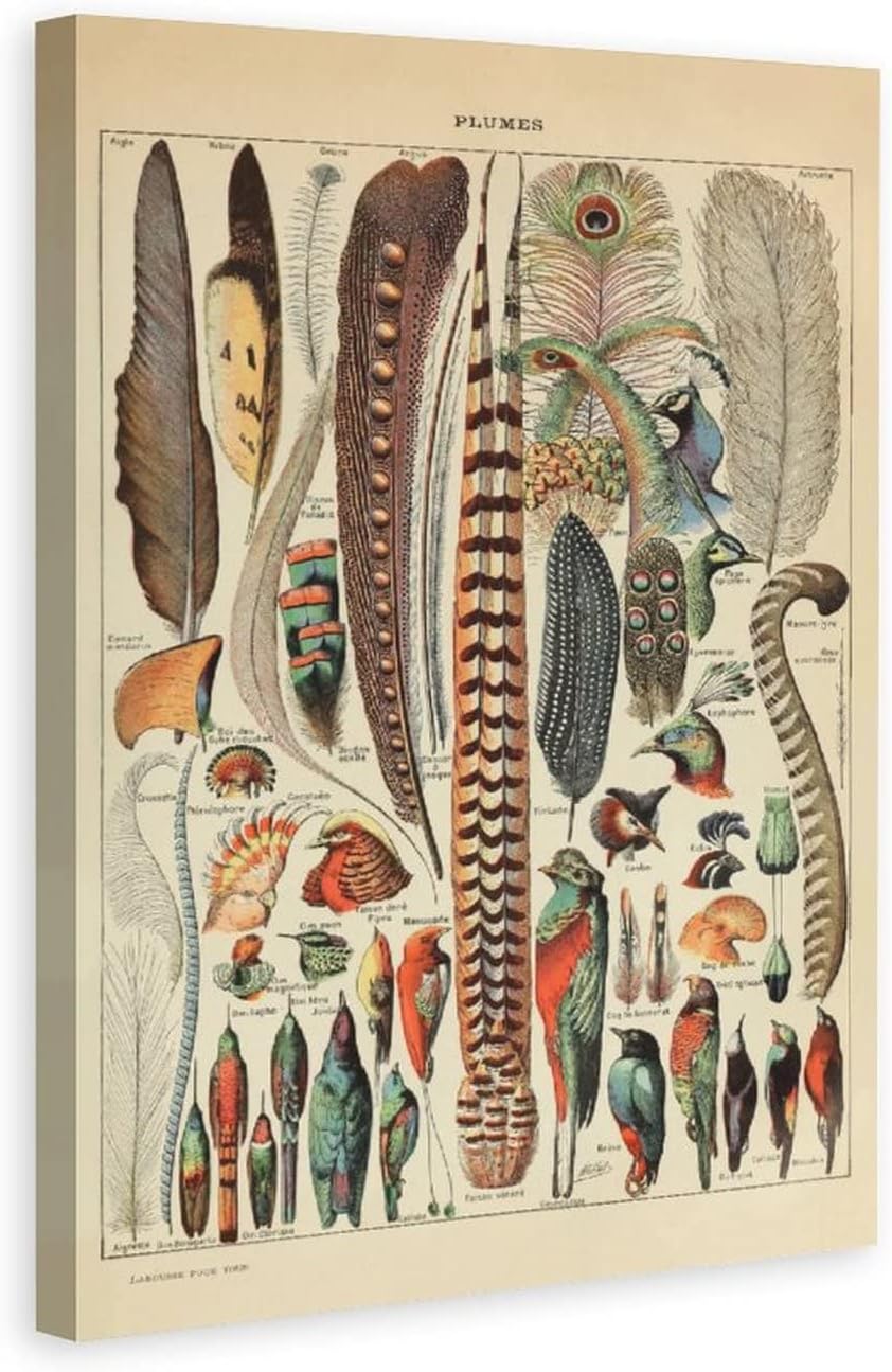 Amazon.com: ENBIDAVI Vintage Plumes Feather Illustration by Adolphe ...