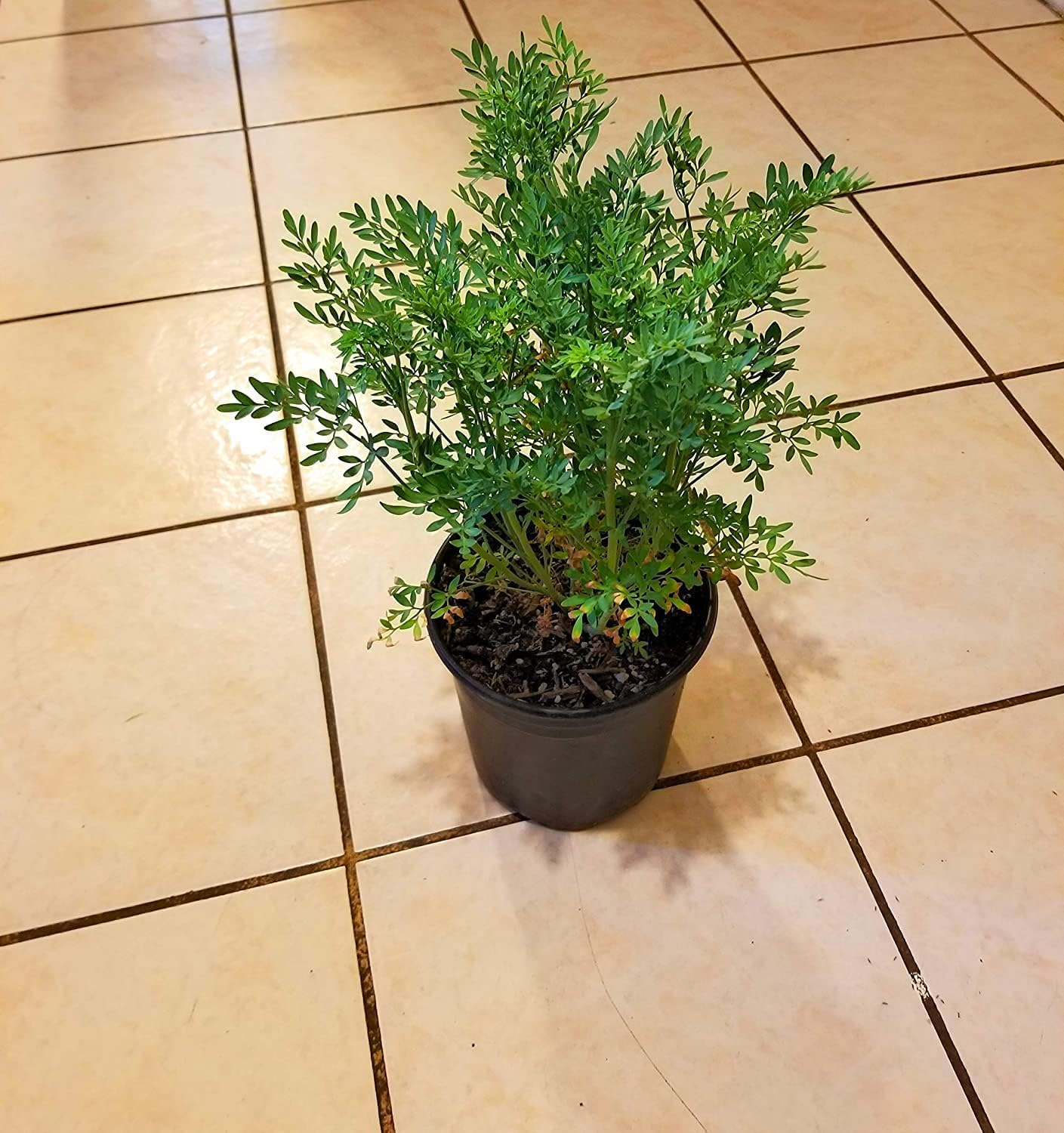 Amazon.com : 1 live common rue or ruta or ruda plant herb-of-grace, or ...