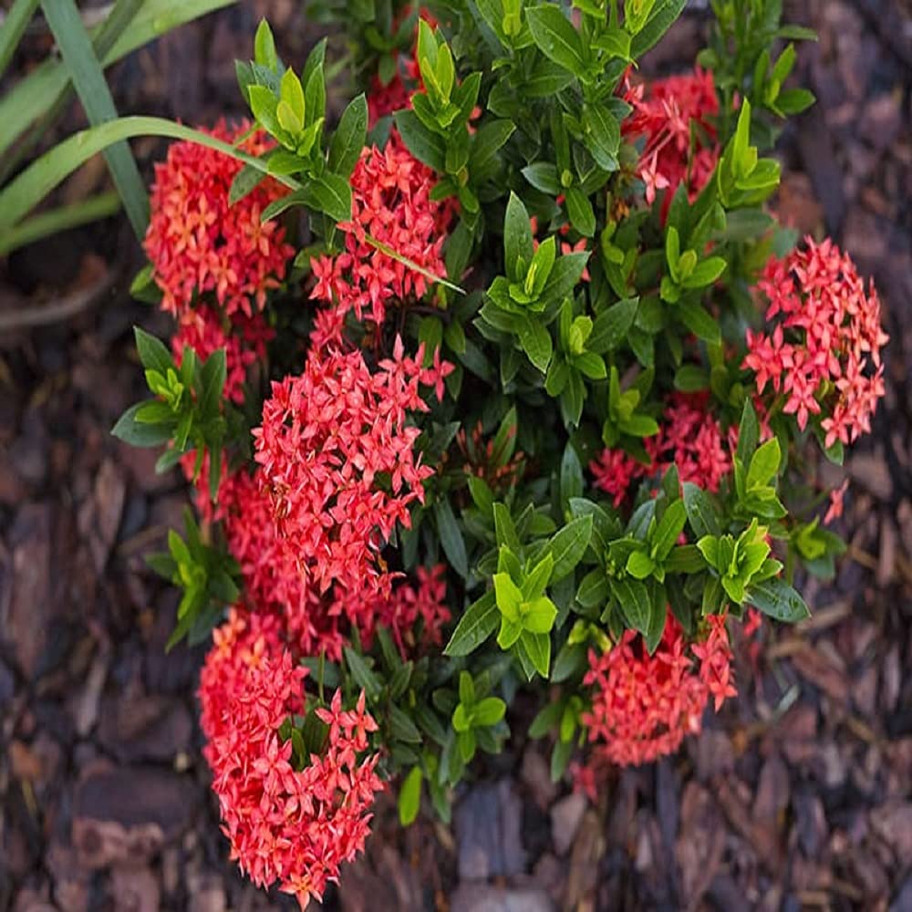 Ixora Rukmini Rangan Ixora Dwarf Red Colour Flower Live Plants ...