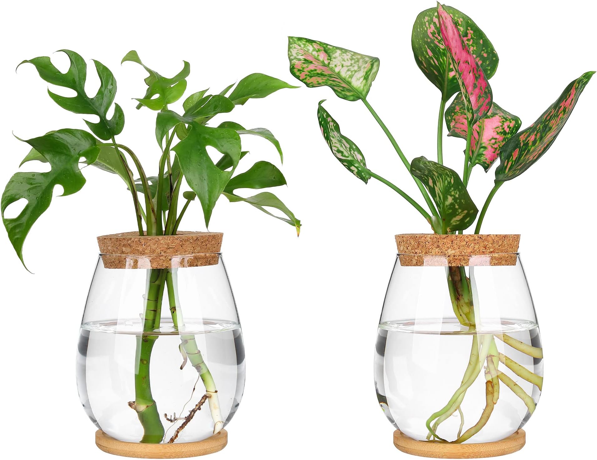 Amazon.com: 5-7 Inch Small Medium Large Plants Propagation Station ...