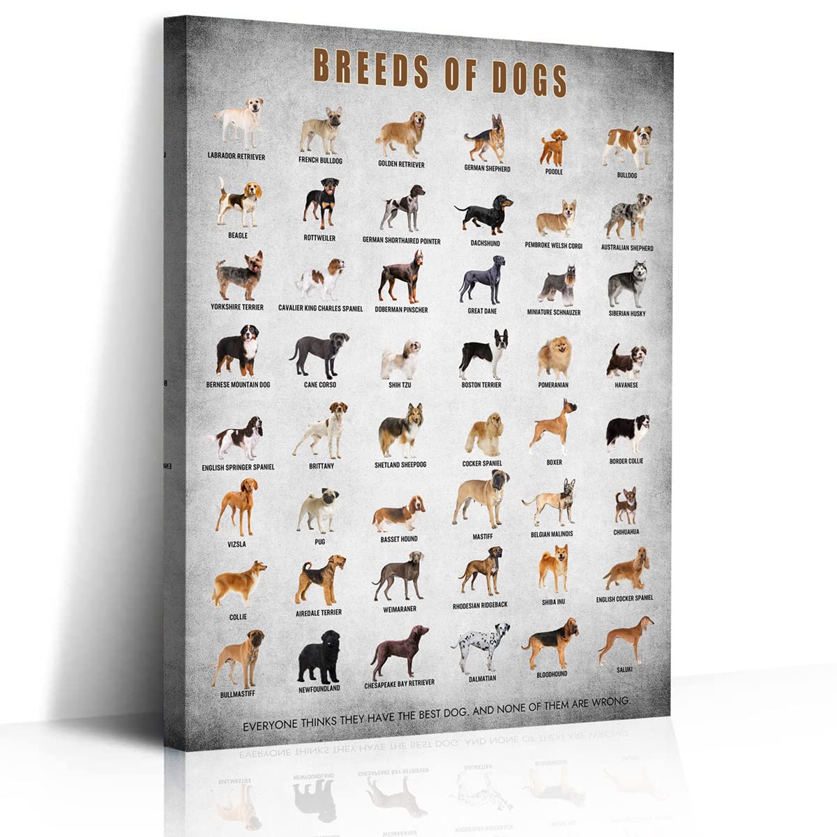 Types Of Dogs Breeds