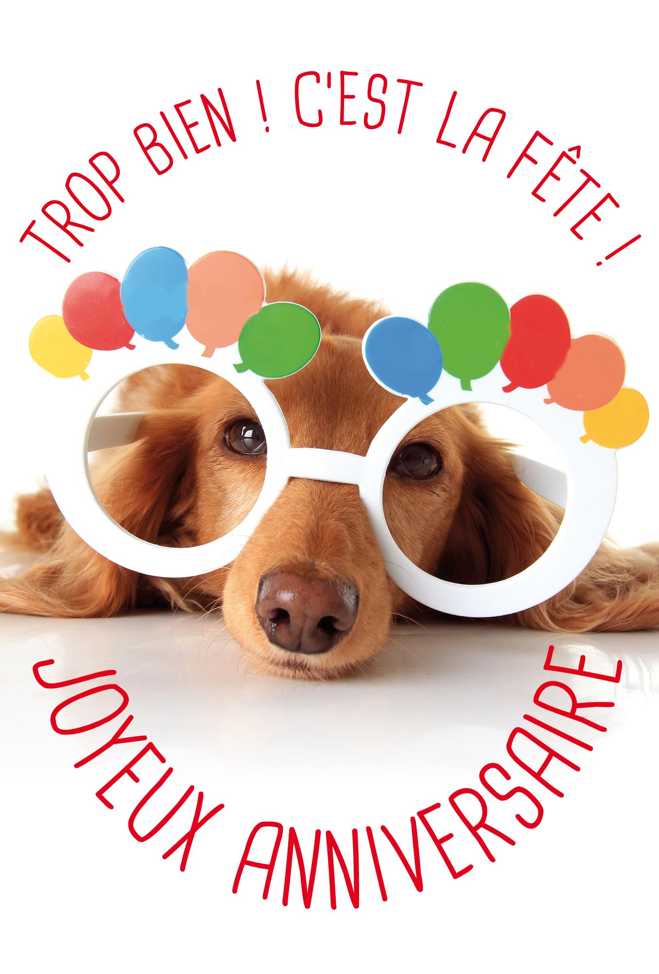 Joyeux Anniversaire Chien Photos Images De Anniversaire Des Chiens