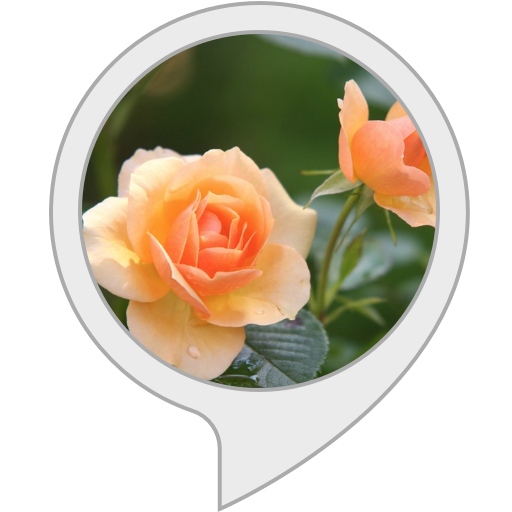 Amazon.in: flower facts : Alexa Skills