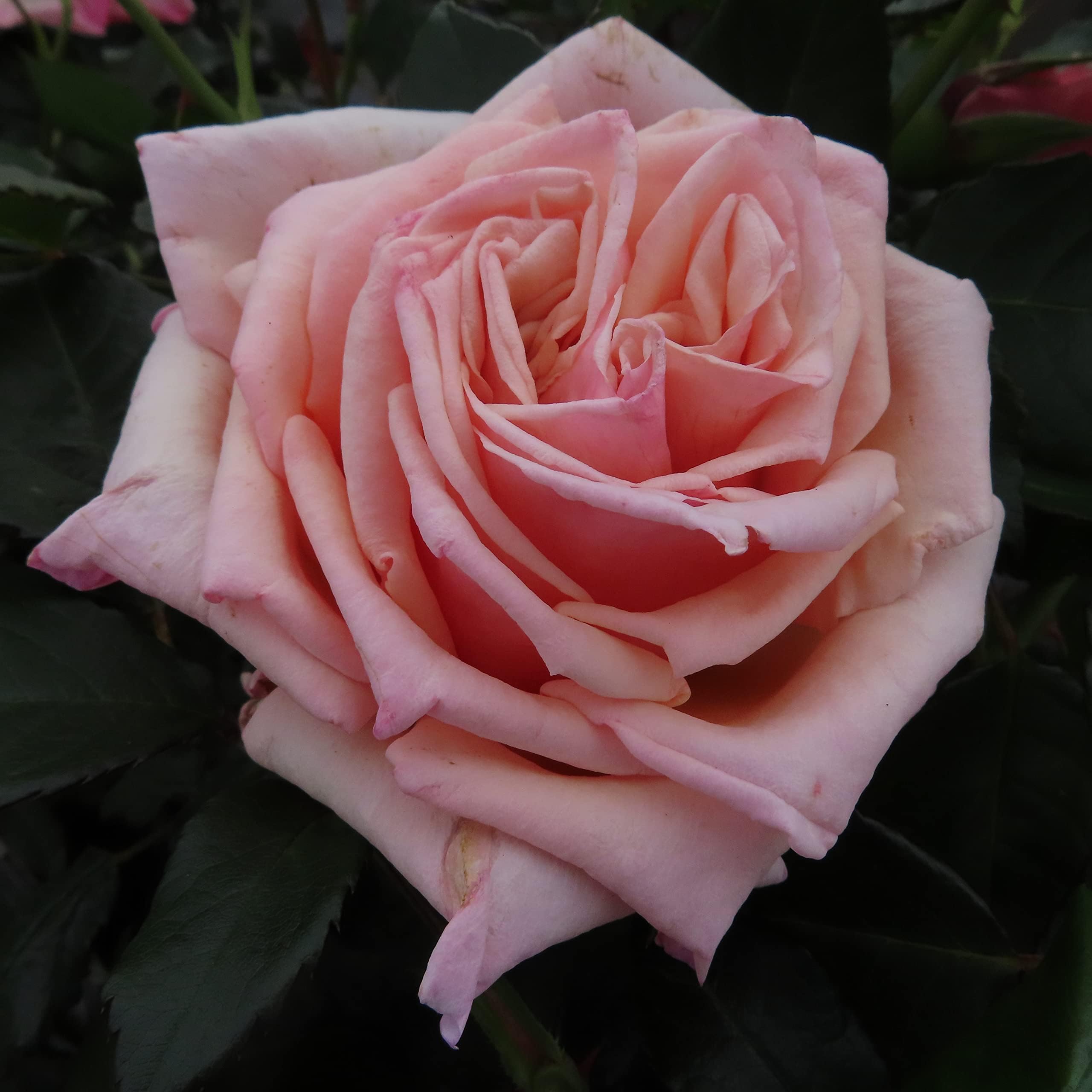 Perfect Harmony - 5.5lt Potted Hybrid Tea Garden Rose Bush - Gorgeous ...