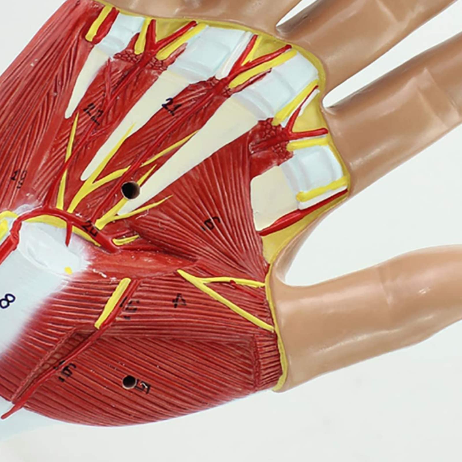 Muscles Et Tendons De La Main Humaine Tendinite De La Coiffe Des