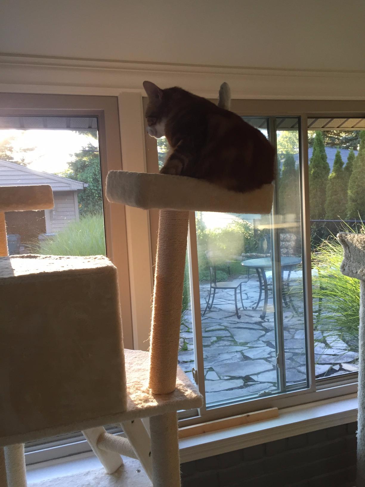 Amazon.com : Go Pet Club 78-Inch High Cat Tree : Cat Towers : Pet Supplies