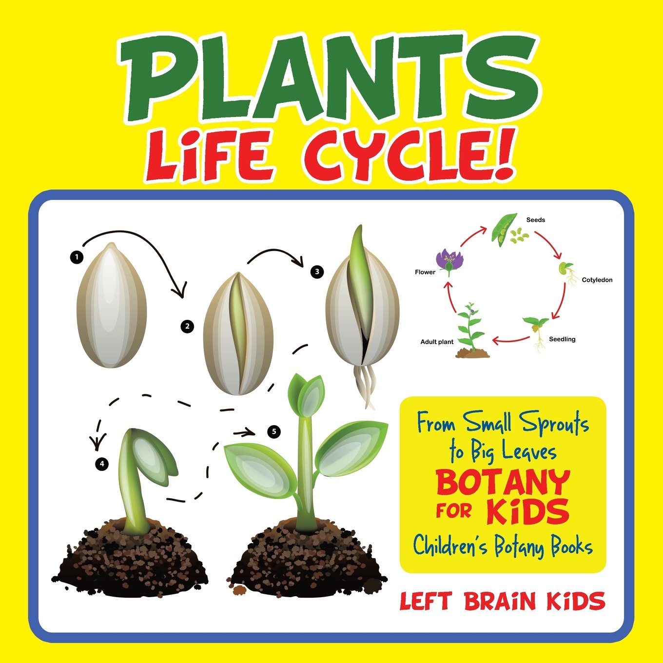 A Plant's Life Cycle! From Small Sprouts to Big Leaves - Botany for ...