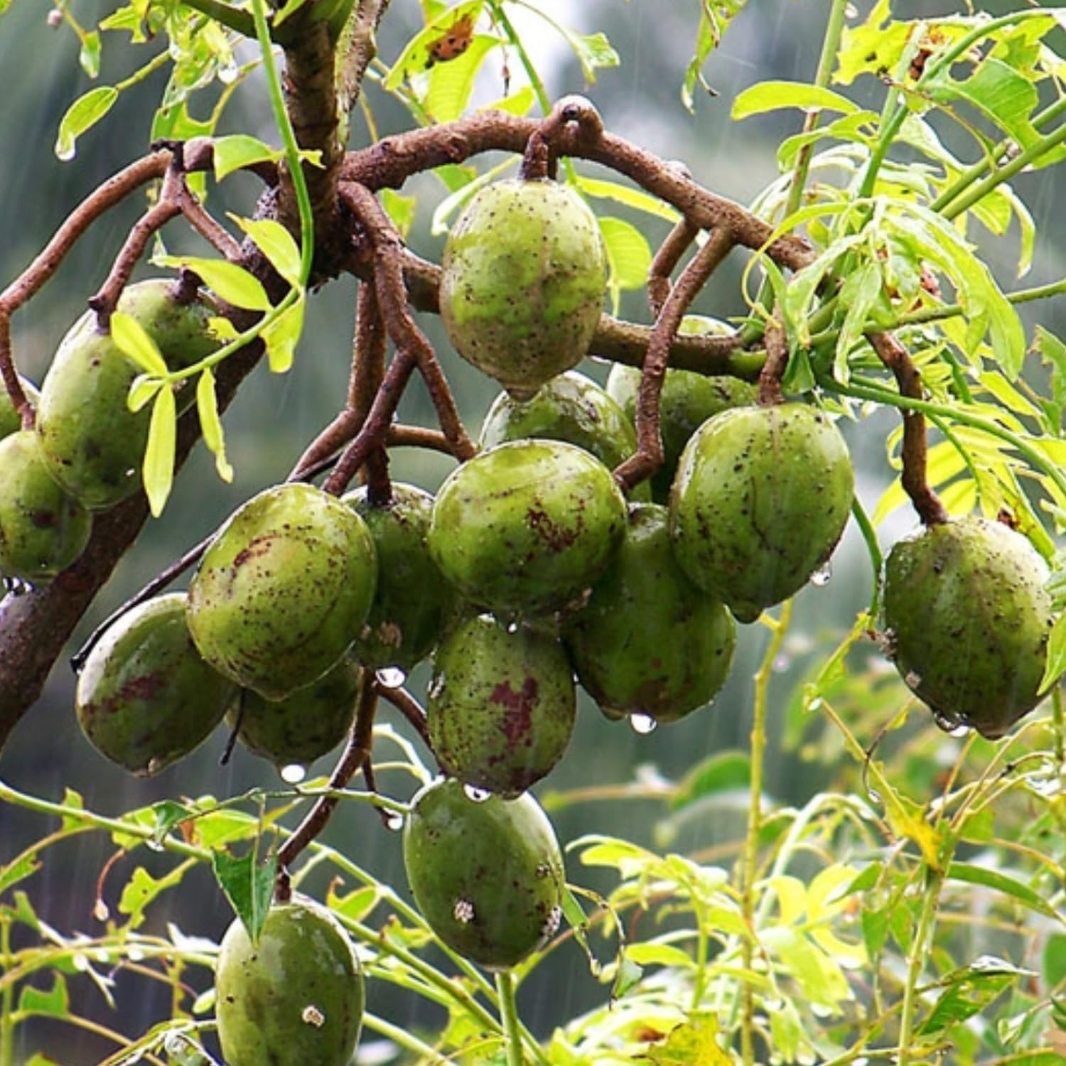 Hug A Plant | Sweet Ambazham/Ambarella (Grafted) (Spondias mombin ...