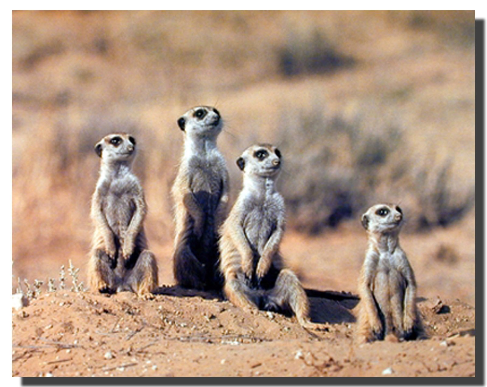 African Meerkat