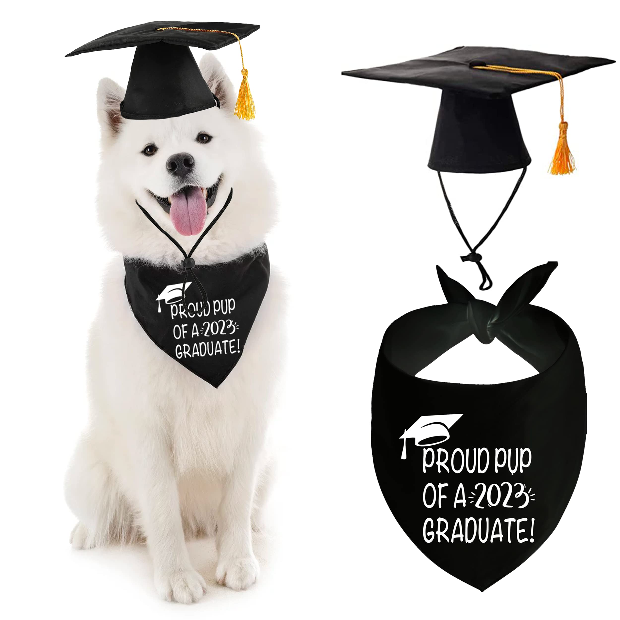 Graduation Puppy