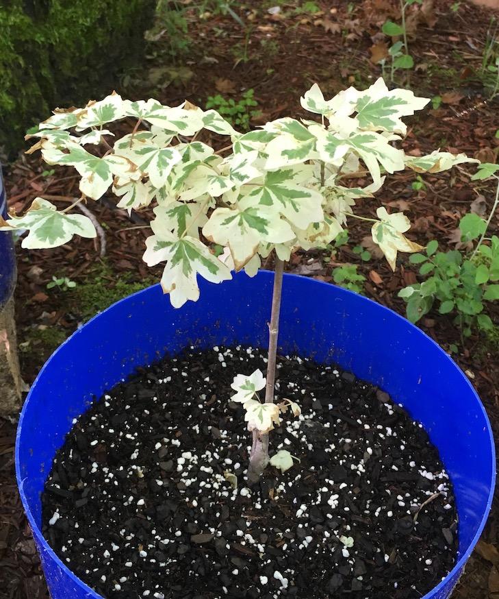 Amazon.com : CARNIVAL VARIEGATED HEDGE MAPLE - RARE HEDGE MAPLE - Acer ...