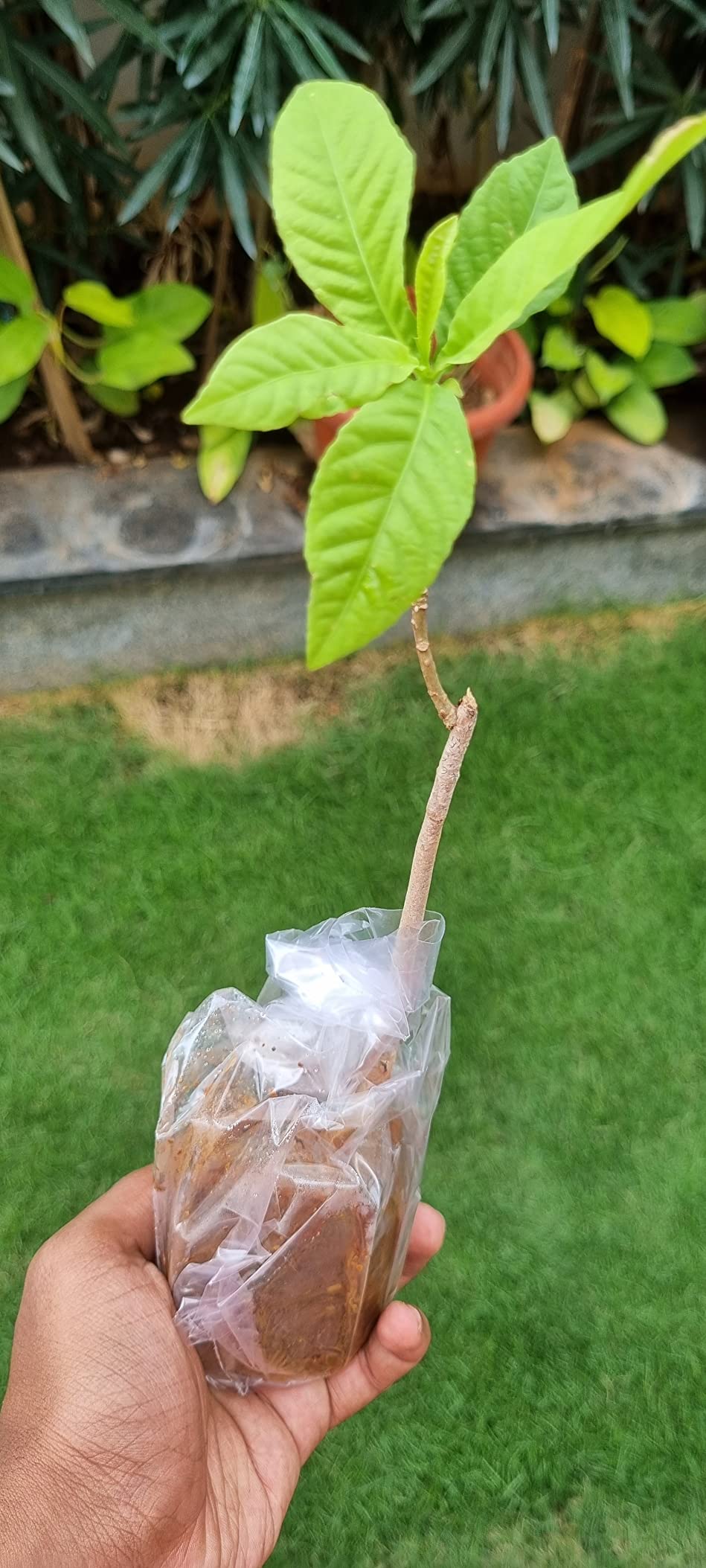 Kapebonavista® Nagalinga Nagalingam Shivalingam Naga Champa Shiva Linga ...