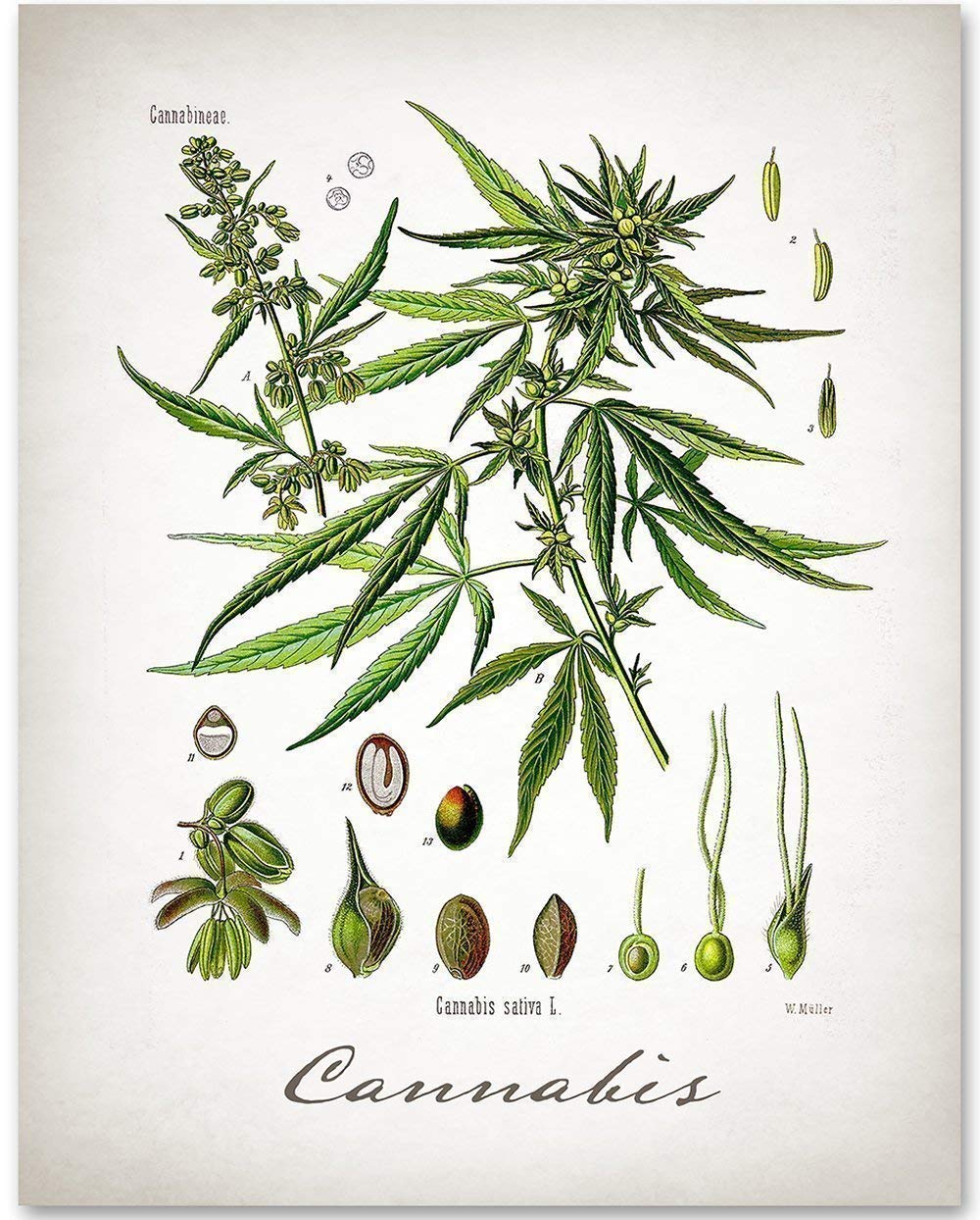 Weed Drawing Plant