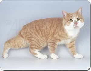 Ginger+White Manx Cat Computer Mouse Mat - Advanta Group®: Amazon.co.uk ...