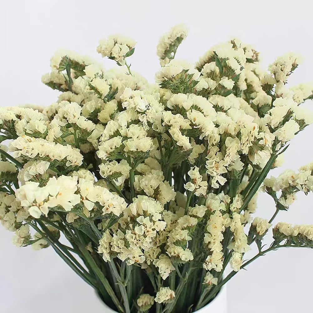 Amazon.com: Dried Flowers Forget Me Not with Stems Natural Dried ...