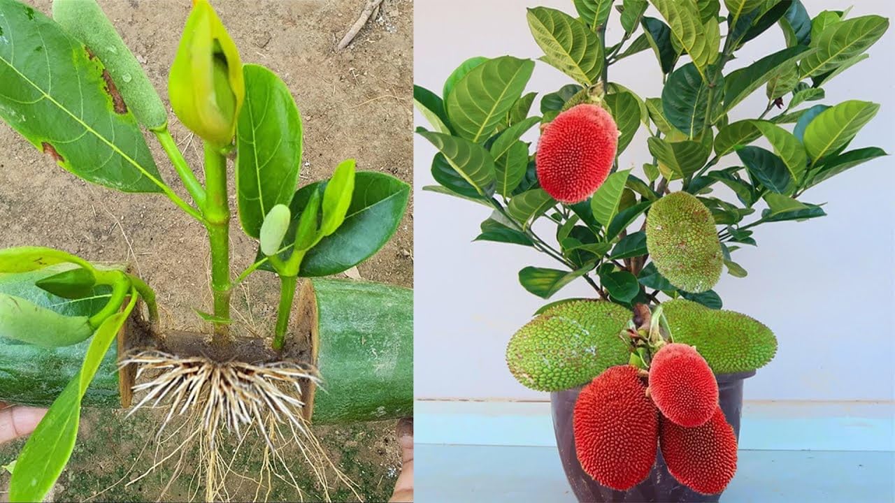 Thai Jackfruit Tree Plant, Hybrid Grafted All Time Red Jackal Fruit ...
