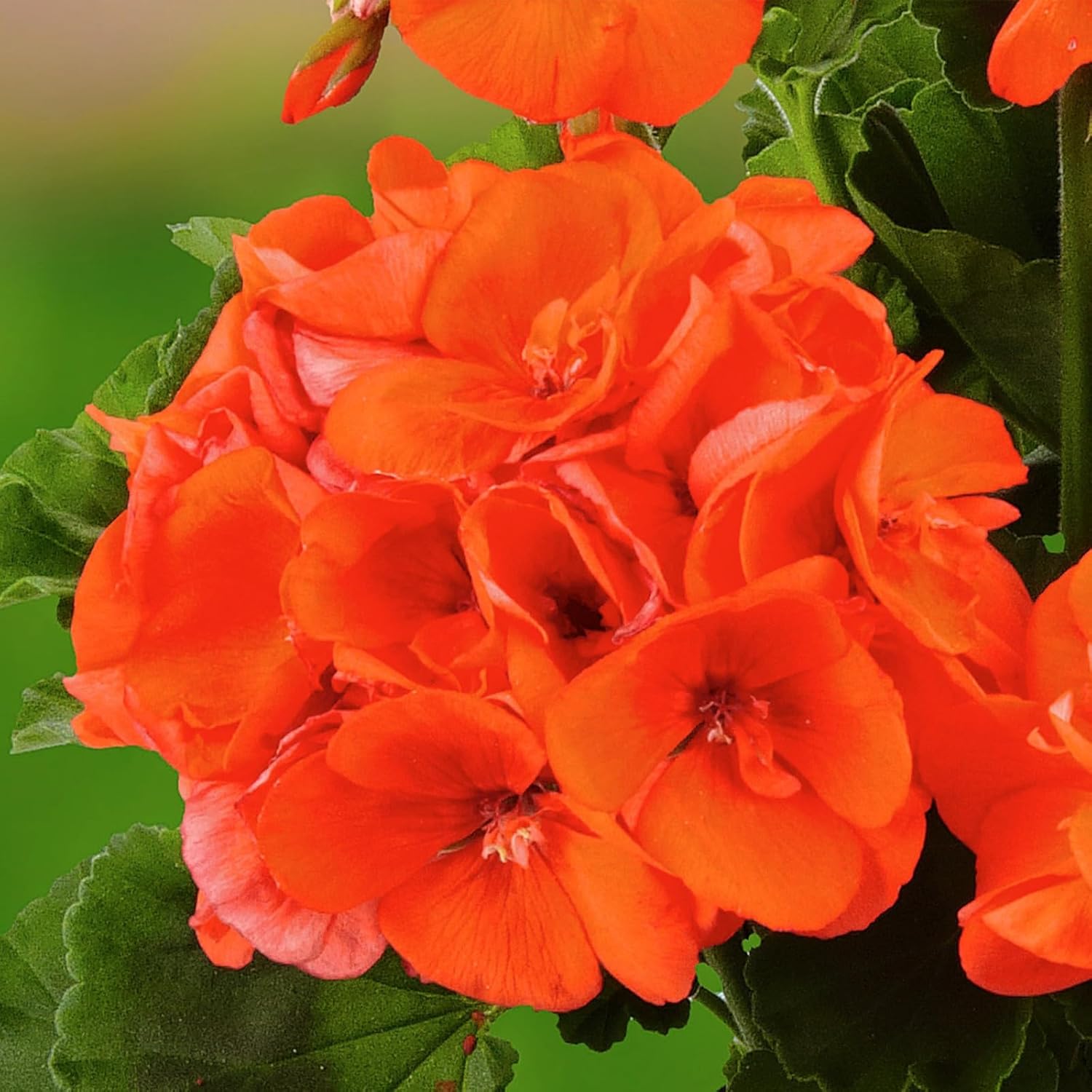 Carbeth Plants Geranium Zonal Orange Bedding Plants 2 x 6 Pack - Garden ...