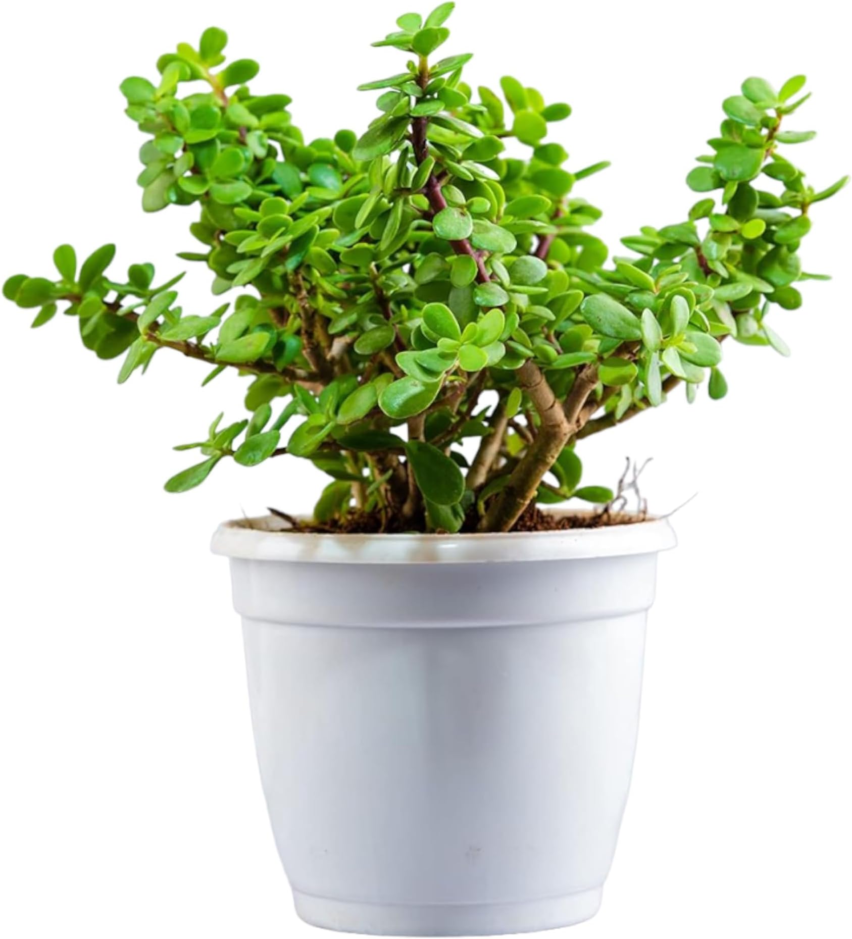 Jade plant indoor live plant without pot (1 Live Plant) : Amazon.in ...