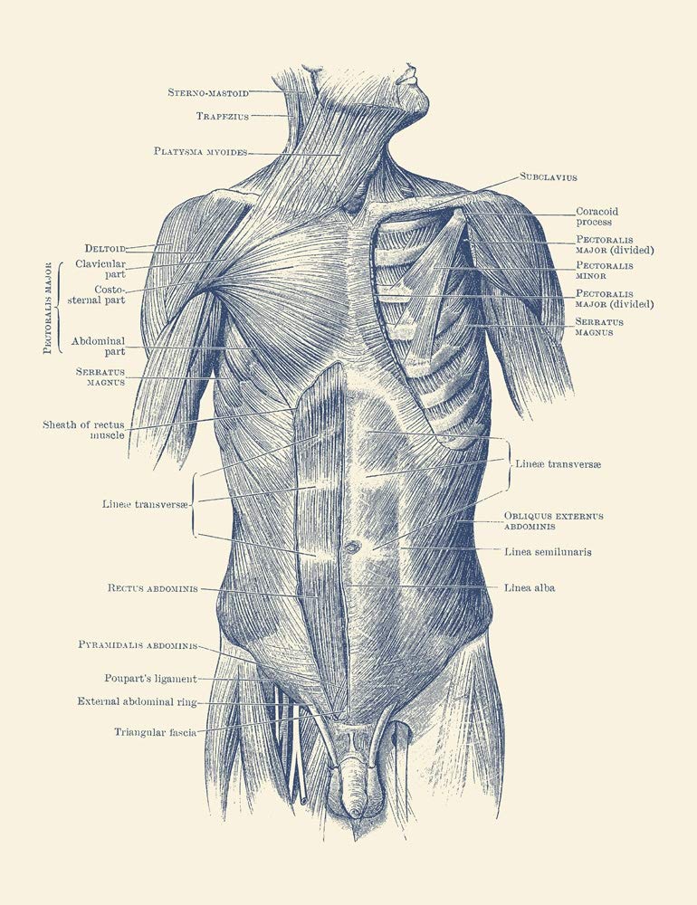 Diagrama Del Pecho Masculino Pectoral Mayor Y Menor | Qué Es,
