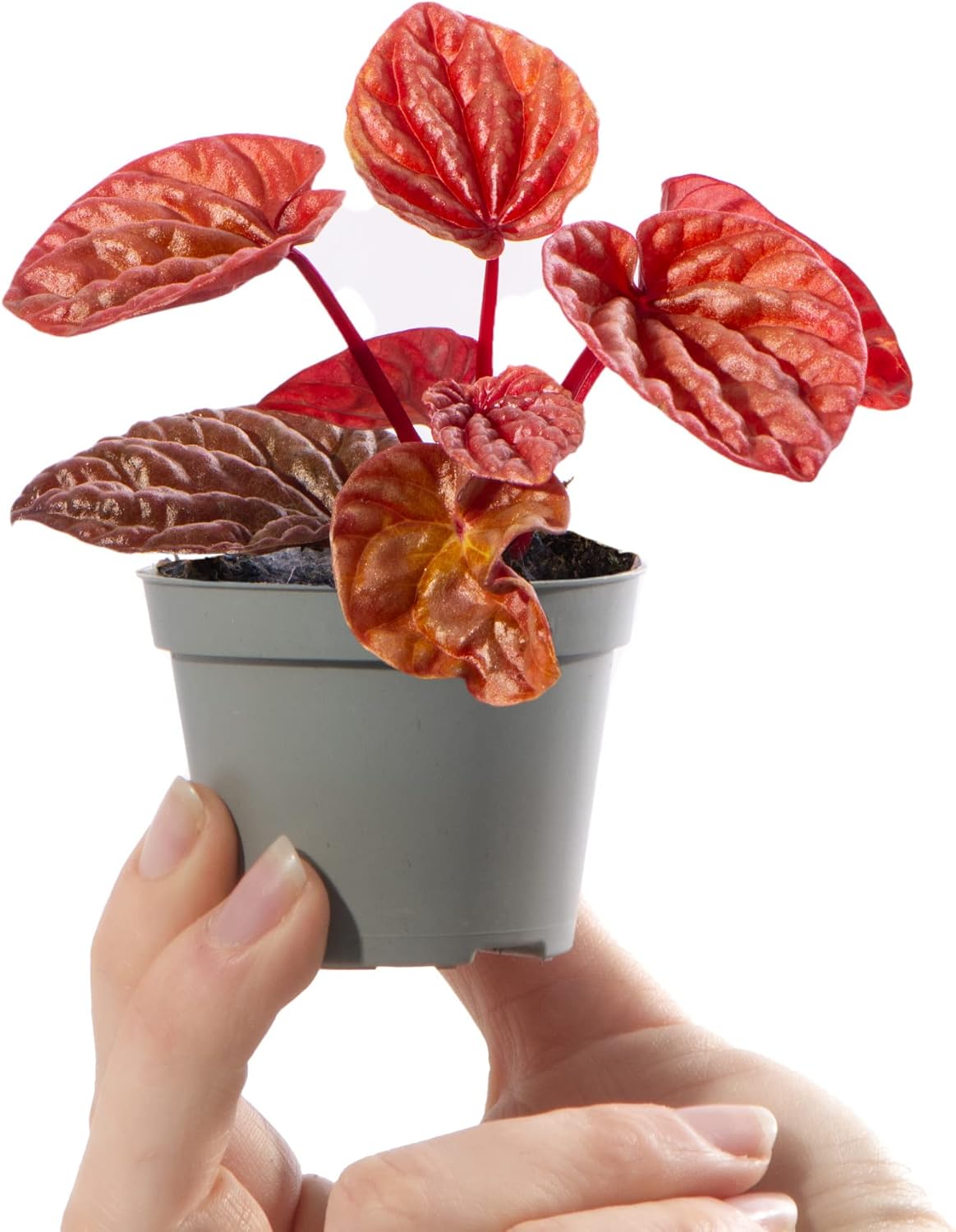 Baby Emerald Ripple Plant - Peperomia Caperata Quito | Small Potted ...