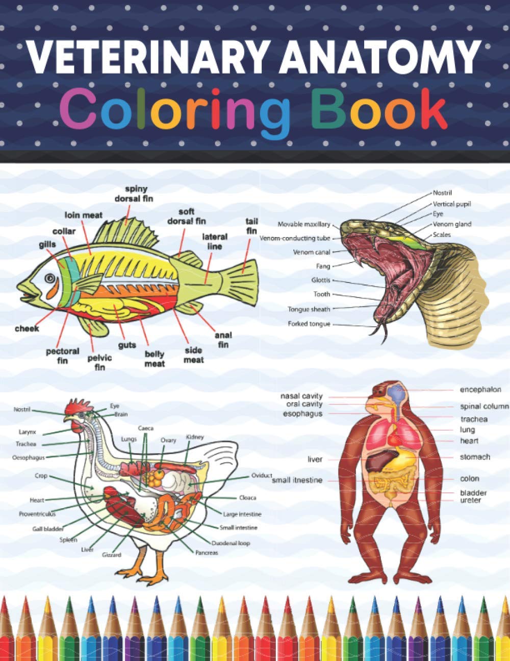 Veterinary Anatomy Coloring Book Incredibly Detailed Self Test ...