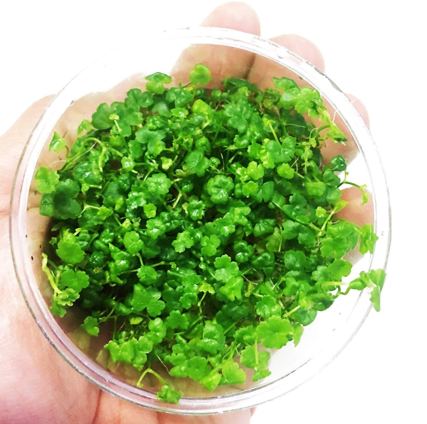 Amazon.com: Greenpro Dwarf Pennywort Japan Tissue Culture | Hydrocotyle ...