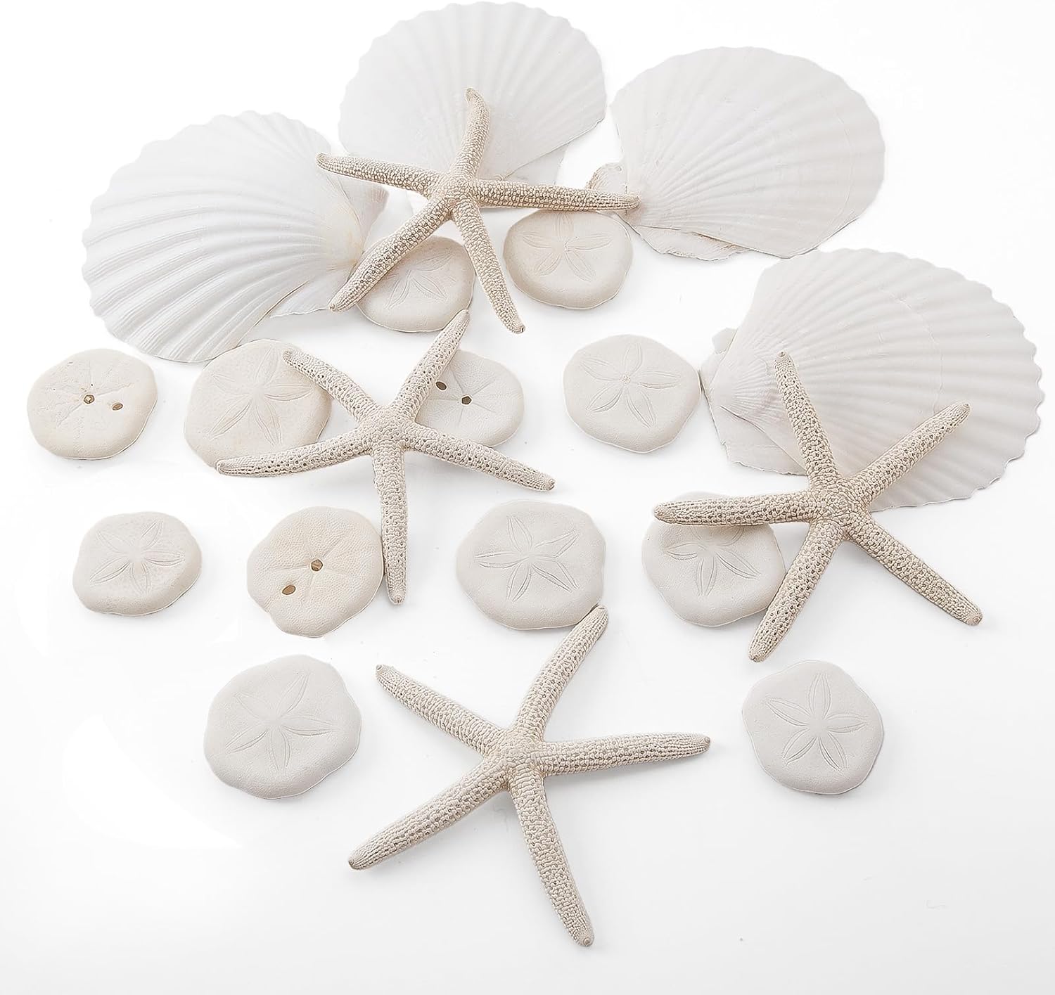 Amazon.com: JQAQJU 20PCS Sea Shells for Crafting 3-4", Mini Sand ...