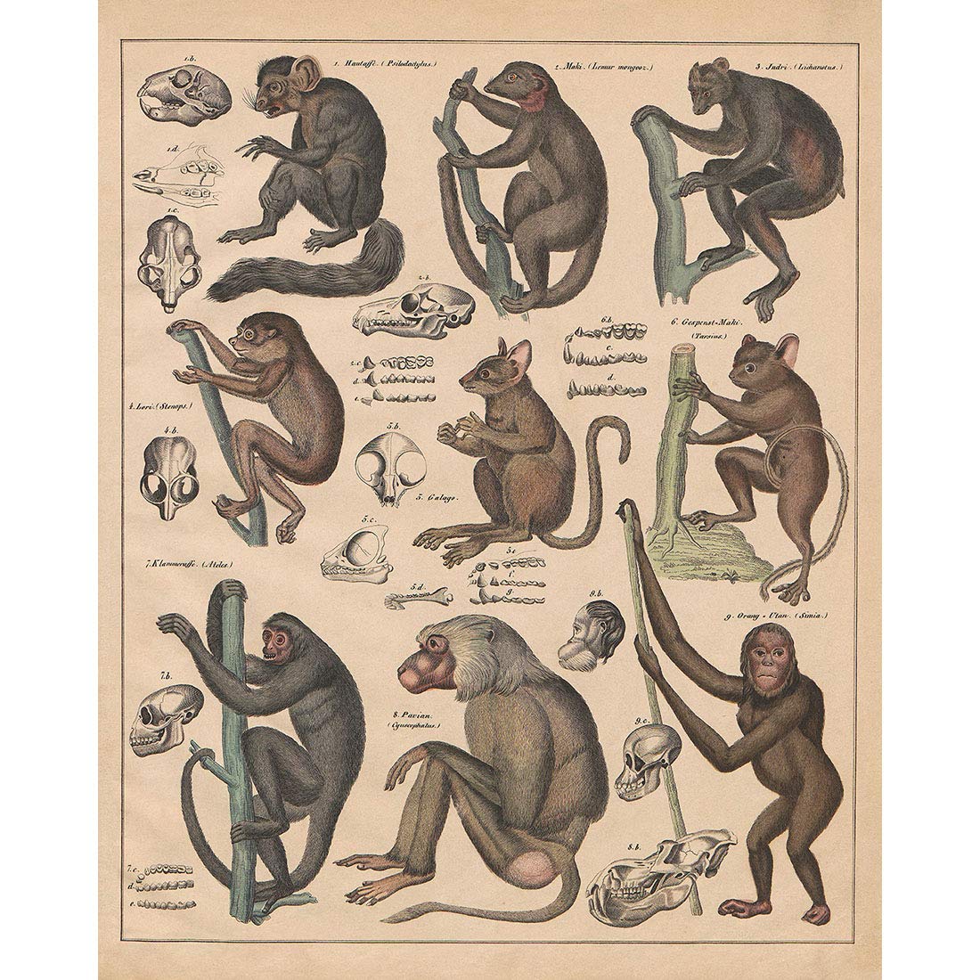 Amazon.com: Meishe Art Poster Print Vintage Monkeys Apes Chimpanzee ...