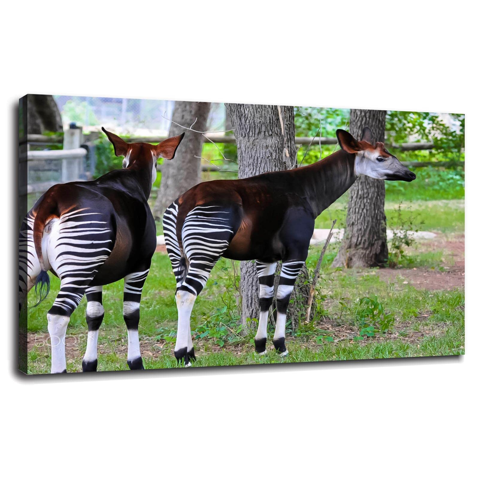 Okapi And Giraffe Together