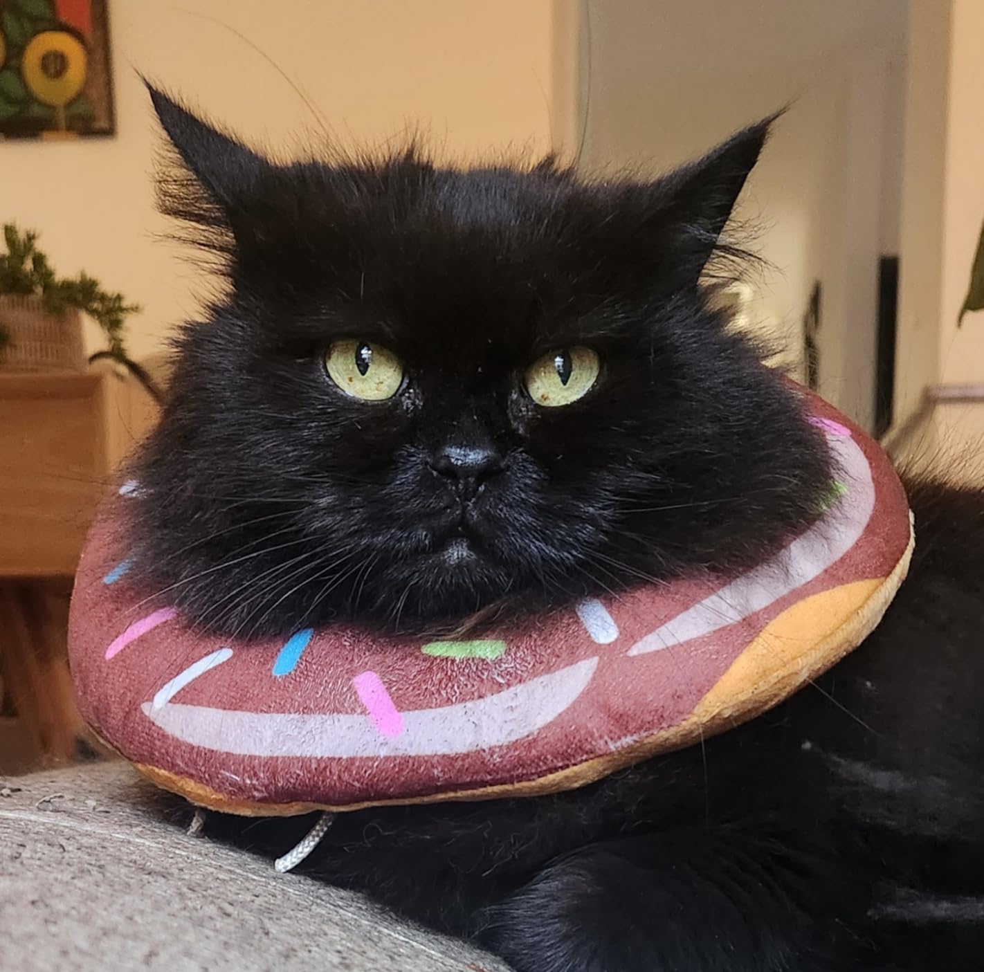 Adjustable Cat E-Collar, Cute Toast Neck Cone After Surgery, Wound ...