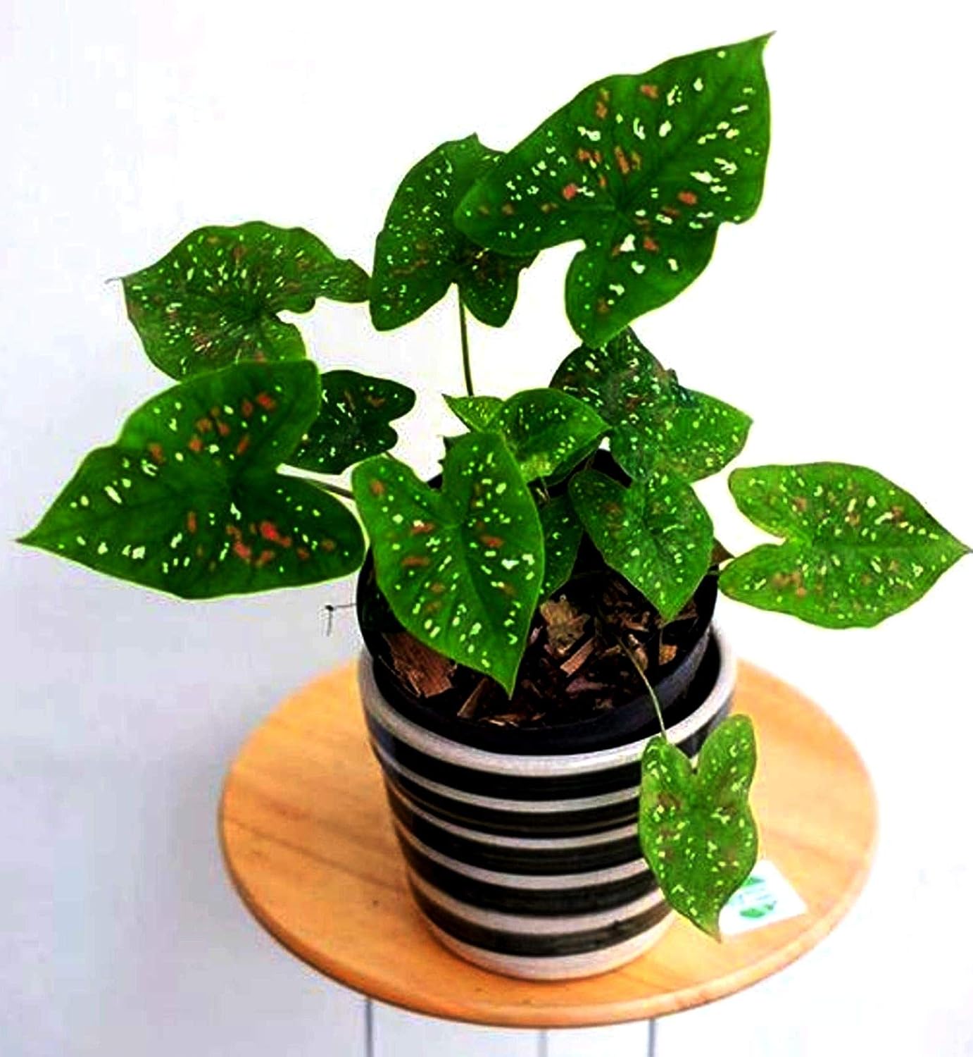 Seedstores Caladium Rare Florida Clown Fancy Leaf Caladium Bicolour ...