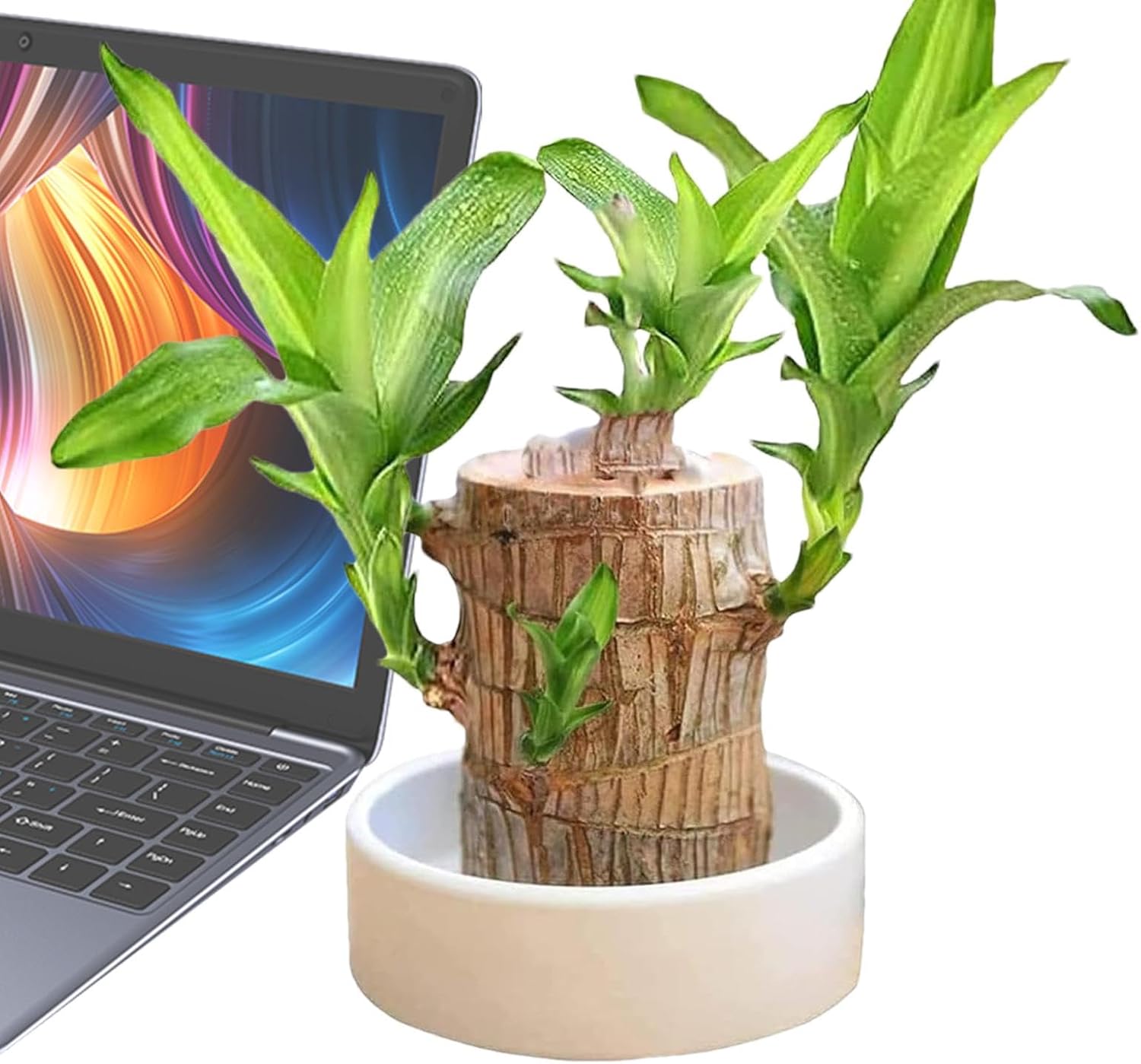 Fuuxtci Brazil Lucky Wood, Brazilian Lucky Bam-Boo Wood Hydroponic ...