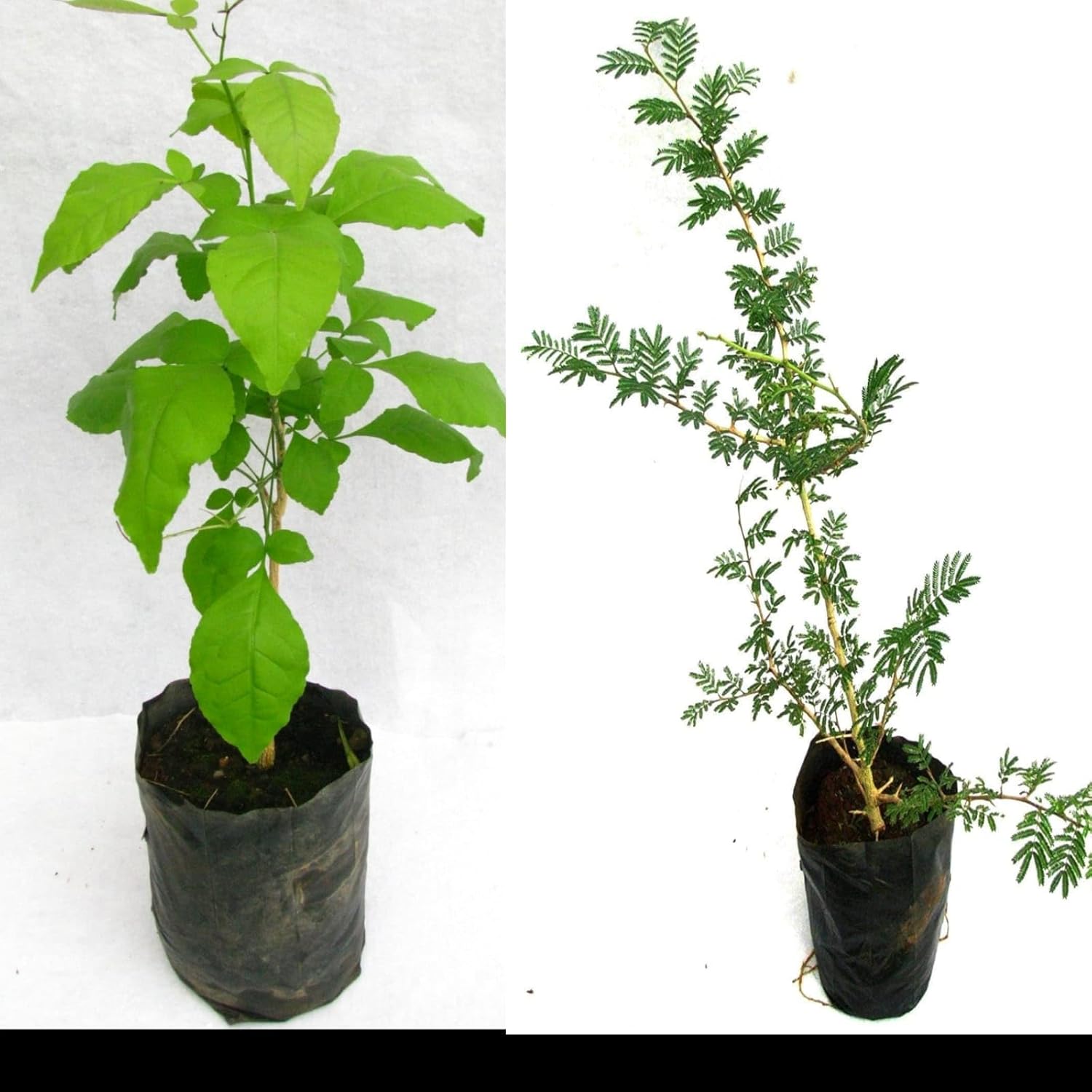 OIHOLO Shami/Khejri Holy Tree Prosopis, Cineraria, Chettu Plant Bel ...