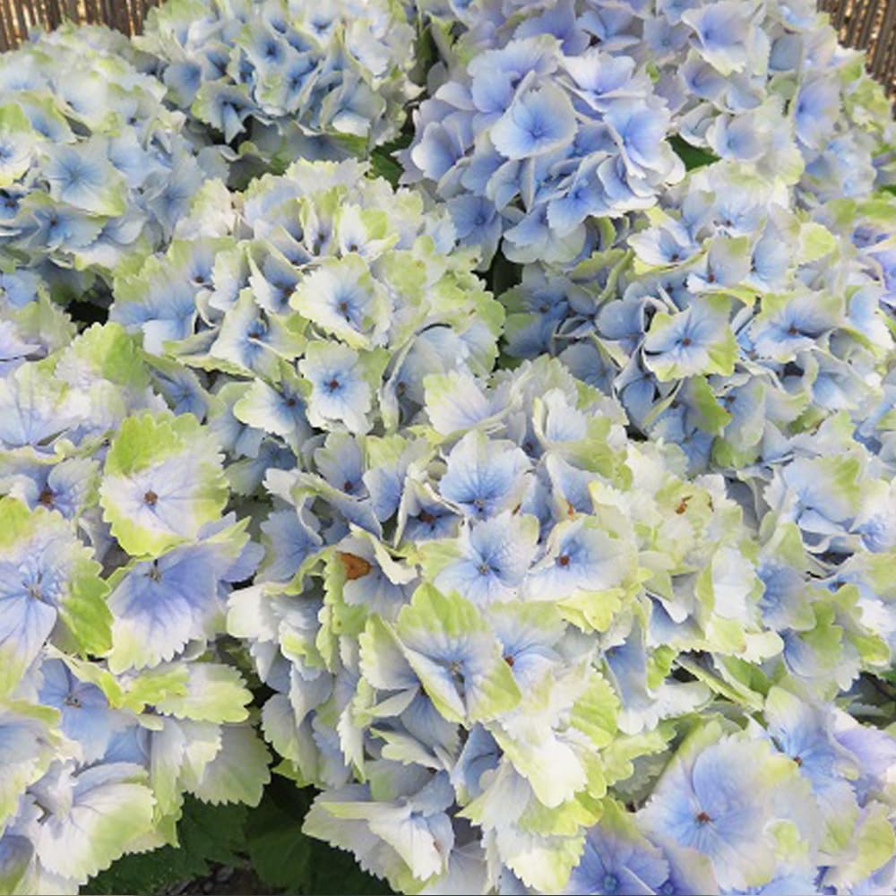 Amazon.co.jp: ITANSE アジサイ レモンキス ブルー 3.5号ポット 1個売り【品種で選べる花木苗】 レモンキッスはフリル咲きの手毬花で 咲き進むにつれ ライムグリーンから ...