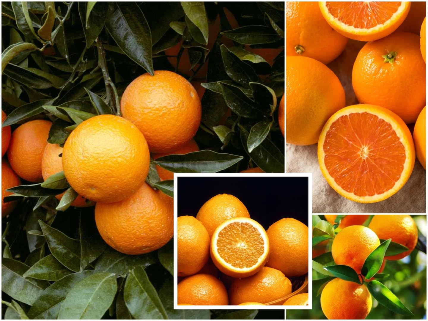 World Green Plant Hybrid Grafted Sweet Orange Plant Lebu Fruit Tree ...