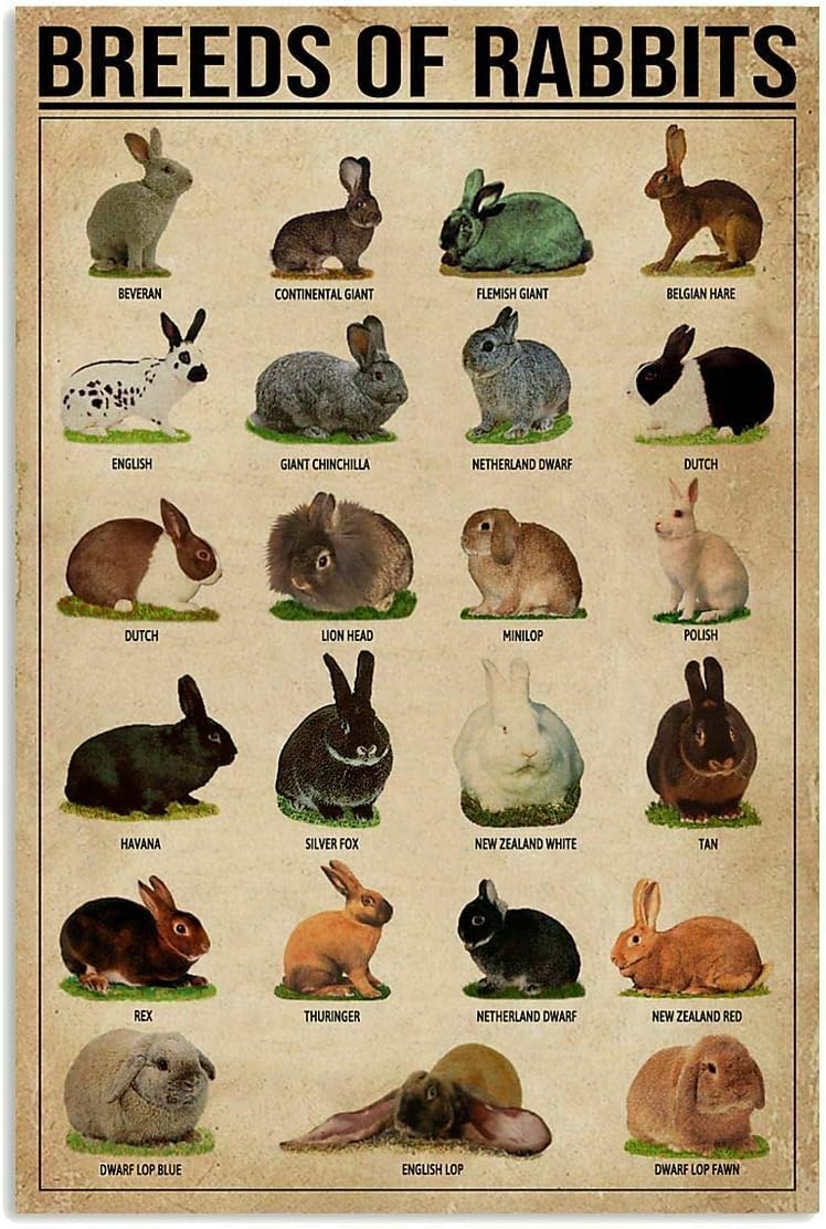 Amazon.com: Breeds of Rabbits Retro Metal Sign Bar Cafe Club Wall ...