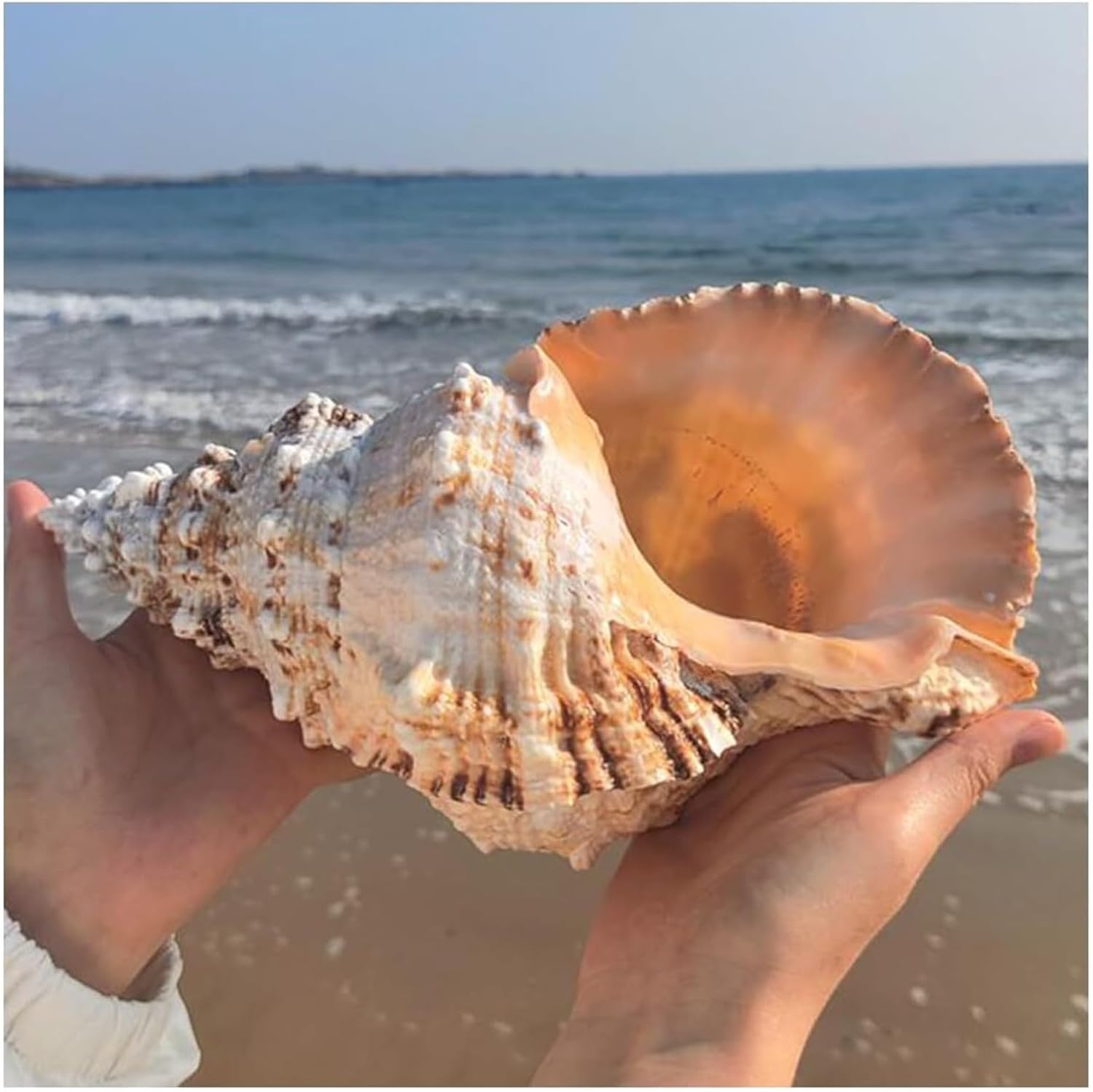 Large marine shells, Natural shell, Large Natural Sea Shells, Huge ...