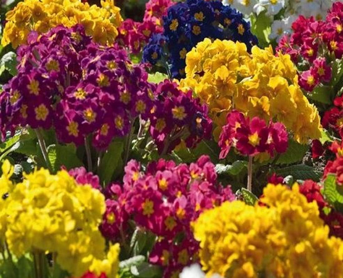 200 Polyanthus Primula Veris Elatior Mix Seeds - Perennial Seeds ...