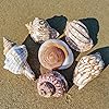 Amazon.com: YZHZOM 20pcs Large sea Shell for Decorating Seashell sea ...