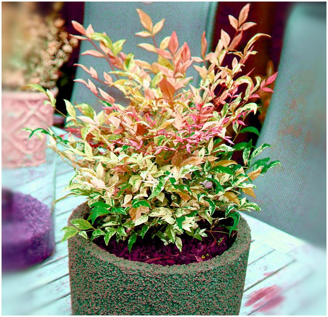 Nandina Heavenly Bamboo Shrub