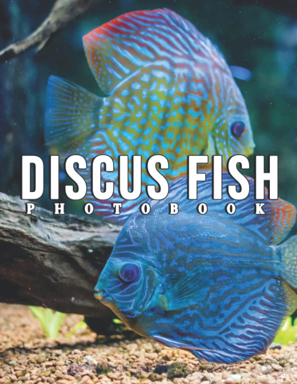 Buy A Photo Book Of Discus Fish: An Album Consist Of Compelling Photos ...