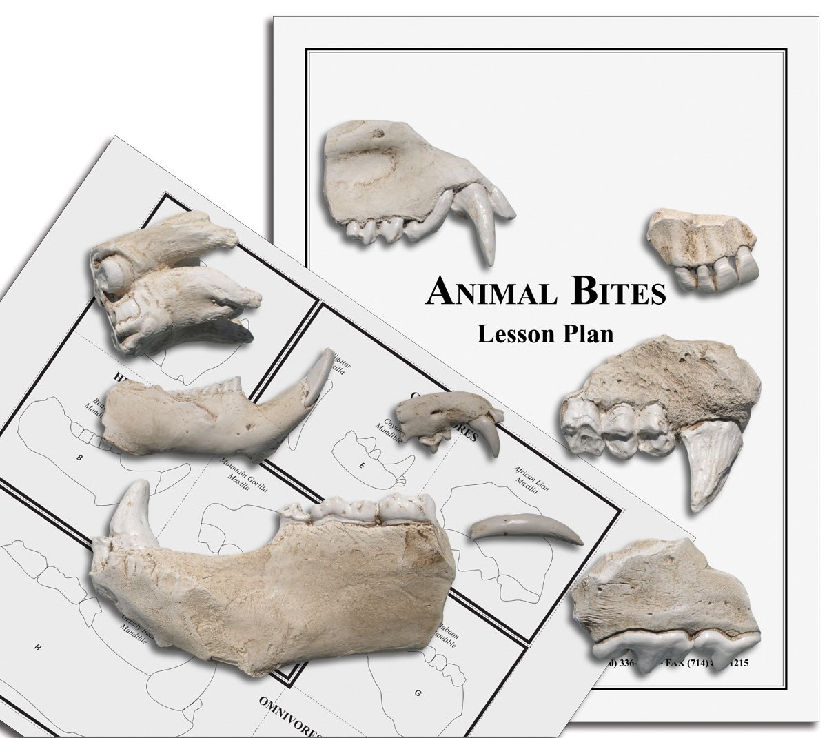 Omnivore Teeth Diagram