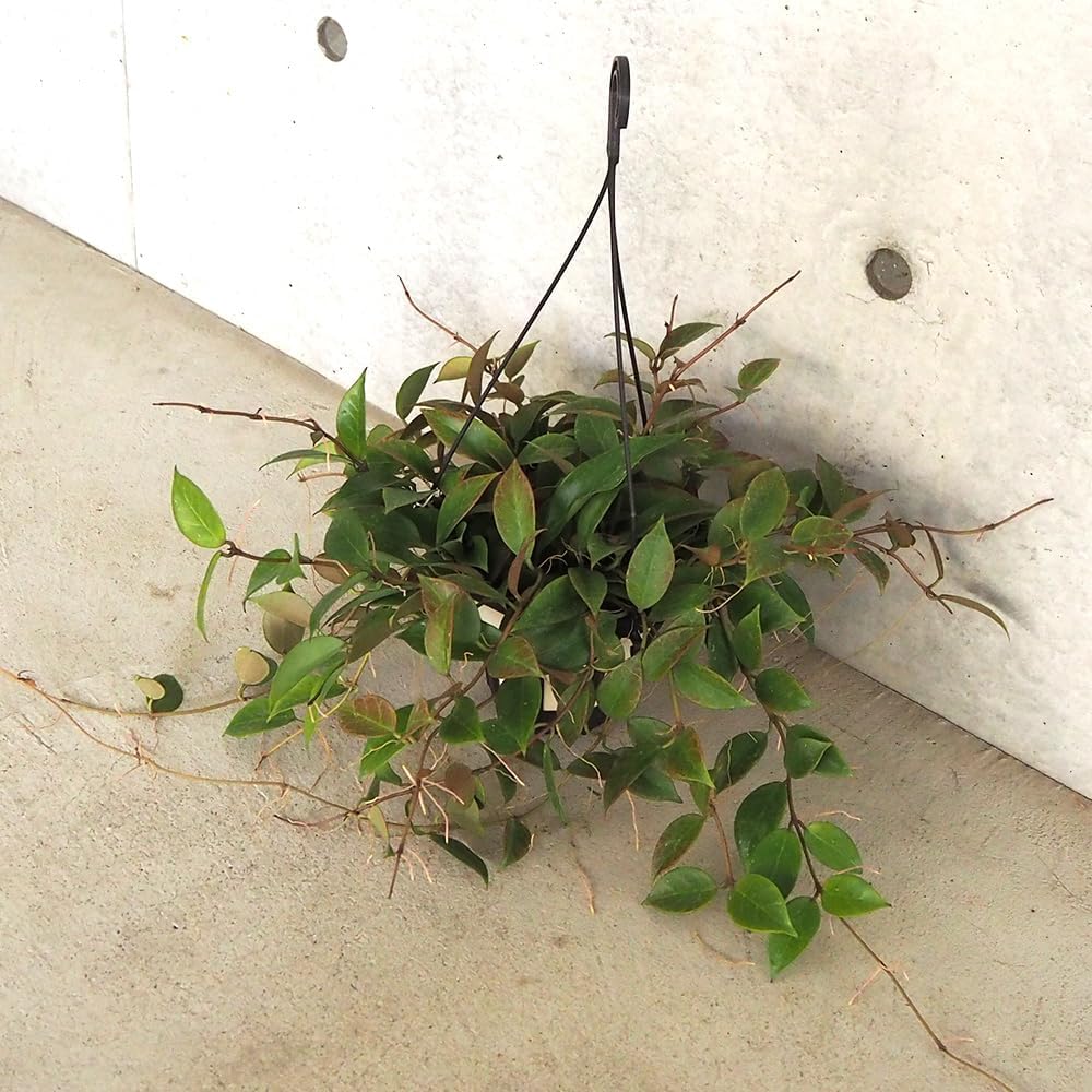 Amazon｜ITANSE ホヤ(桜ラン) サンライズ 5号 1個売り【品種で選べる観葉植物】赤紫色に紅葉する品種｜観葉植物 オンライン通販