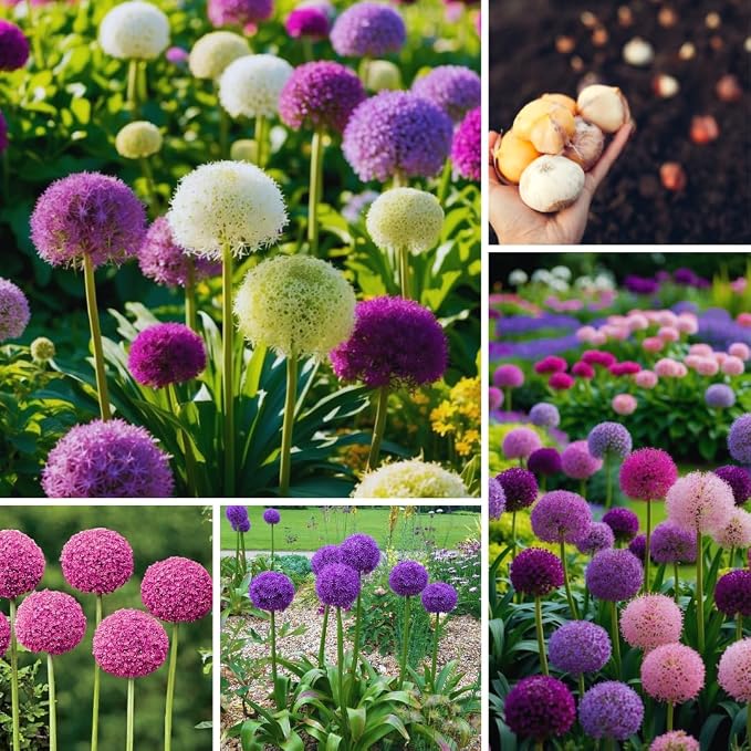 Amazon.com : 100 Mix Allium Bulbs for Fall Planting, Allium Flower ...