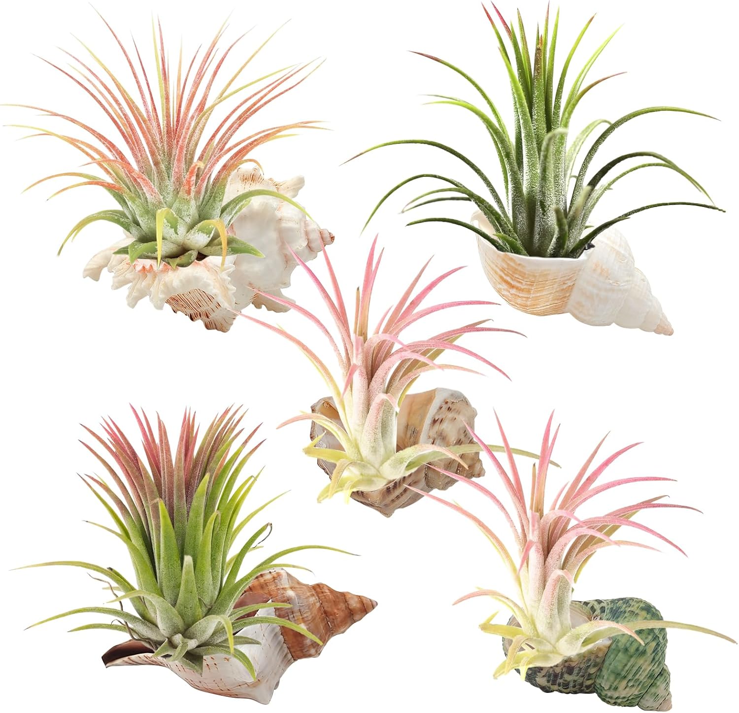 Amazon.com: WOOPSOO 5 Pack Conch Sea Shell Air Plant Holder Natural ...