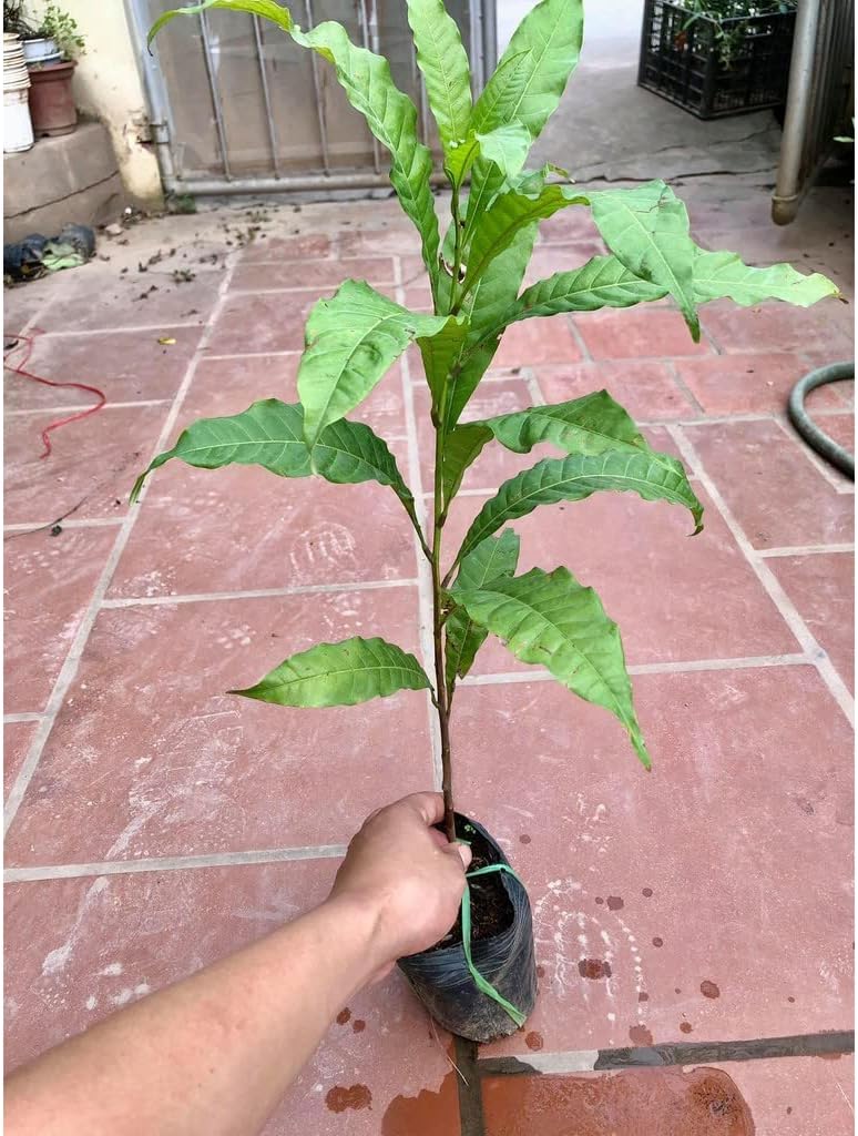 Amazon.com : Purple Caimito Star Apple Fruit Caimito Tree Plant Live ...