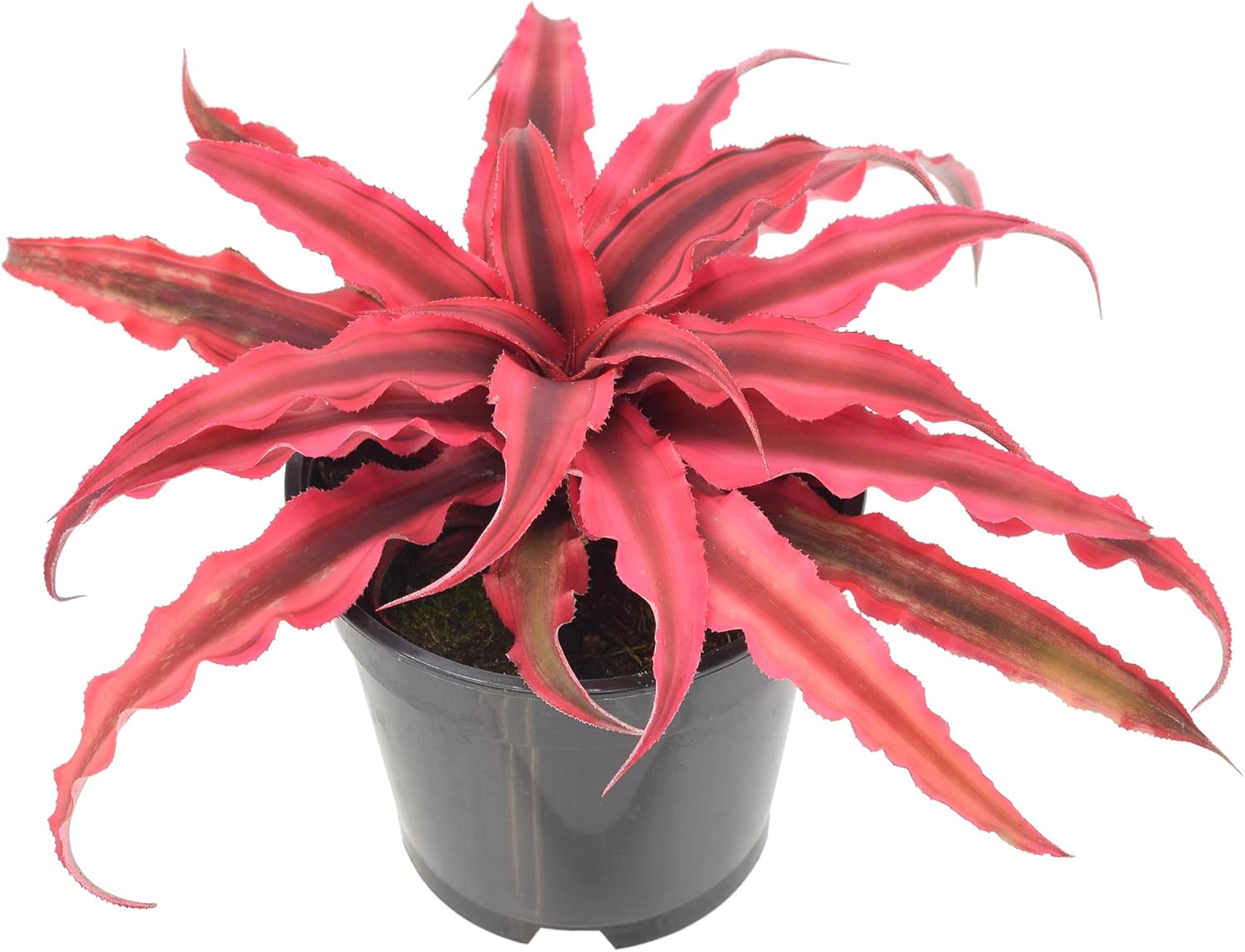 Amazon.com: Cryptanthus Super Pink Earth Star Live Indoor Plant in 4 in ...